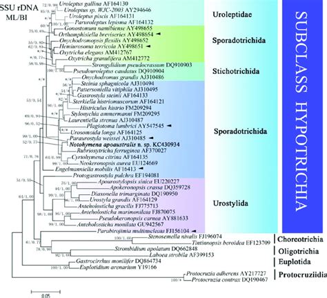 Maximum Likelihood Ml Phylogenetic Tree Based On Ssu Rdna Sequences