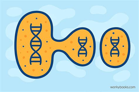 Binary Fission Definition Examples Quiz Faq Trivia