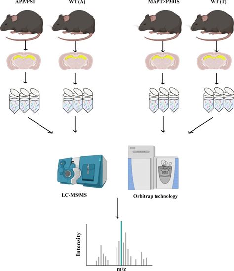 Experimental Design Of A Quantitative Phosphoproteomics Analysis Used Download Scientific