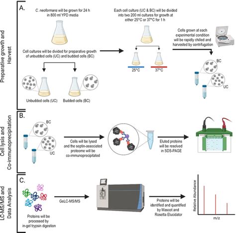 Cryptococcus Neoformans Plos One