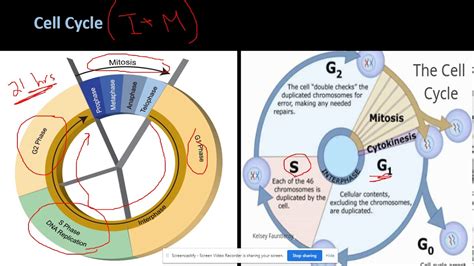 Cell Cycle Grade 9 Youtube