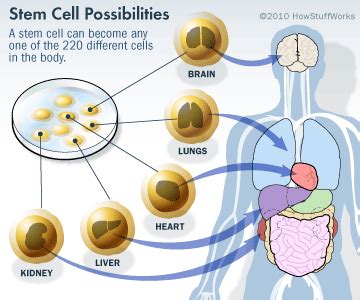 Stem Cell Basics HowStuffWorks