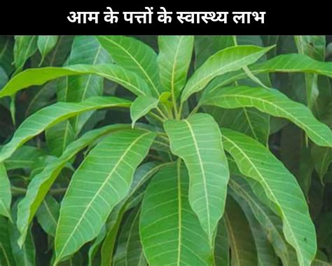7 Health Benefits Of Mango Leaves In Hindi आम के पत्तों के 7 स्वास्थ्य लाभ