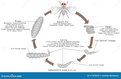Housefly Life Cycle Vector Illustration 217478232