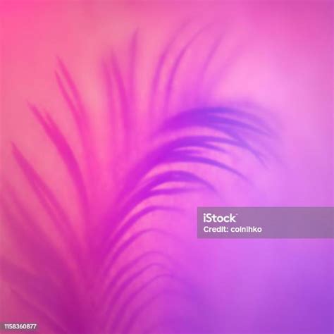 트렌디 한 듀오 톤 네온 백라이트에 열대 야자수 잎 그림자 보라색 색상의 추상배경 0명에 대한 스톡 사진 및 기타 이미지 0명 그늘 그라데이션 Istock