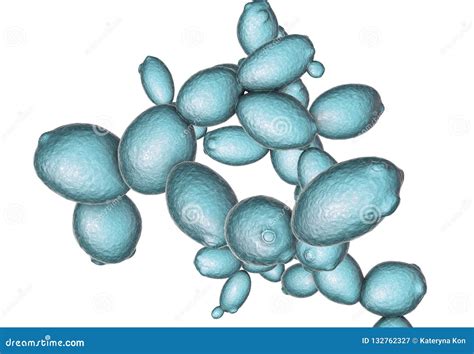 Saccharomyces Cerevisiae Sporulation Cycle Royalty Free Illustration