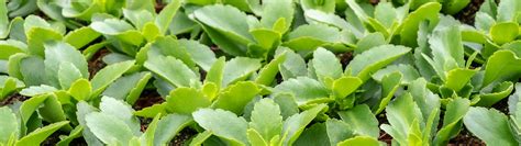 Sdf Horti Software Solutions