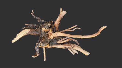 Tree Root 3d Scan 3d Model Turbosquid 2148161