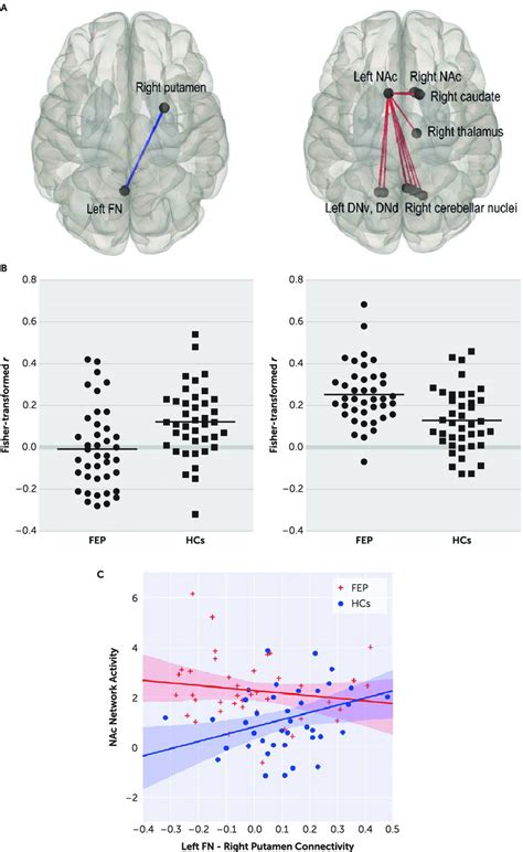 Functional Connectivity Of The Cerebellar Nuclei With Striatal And Download Scientific Diagram
