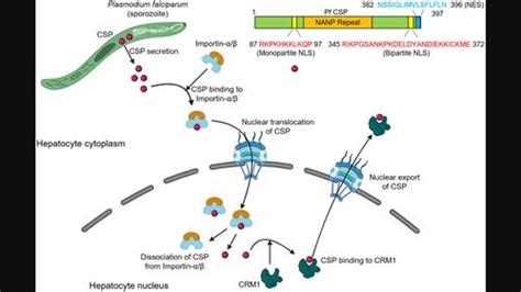 恶性疟原虫环子孢子蛋白核定位信号的鉴定和表征 Febs Letters X Mol