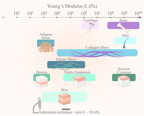 The Elasticity Of The Living Behance