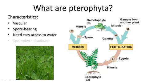 Phylum Pterophyta