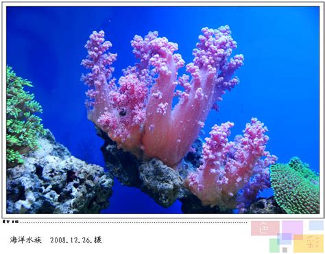 【海洋水族摄影图片】广西柳州生态摄影柳州郦虹太平洋电脑网摄影部落