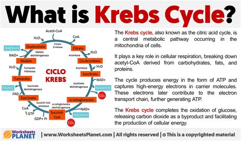 What Is Krebs Cycle Definition Of Krebs Cycle