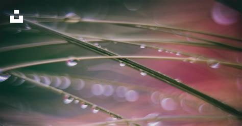 푸른 잔디에 물방울 사진 Unsplash의 무료 리가 이미지