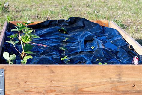 딸기 식물 농업 딸기 생산 어린 딸기로 덮인 나무와 플라스틱의 침대 0명에 대한 스톡 사진 및 기타 이미지 0명 건강한