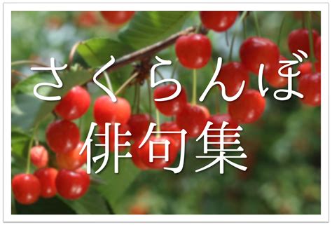 さくらんぼ 桜桃 の俳句 20選おすすめ 季語を含む有名俳句学生向け一般俳句を紹介 俳句の教科書俳句の作り方有名俳句の解説サイト