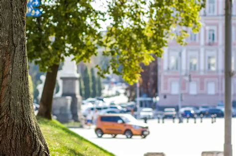 Role Of Trees In Stormwater Management Tree Doctors Inc