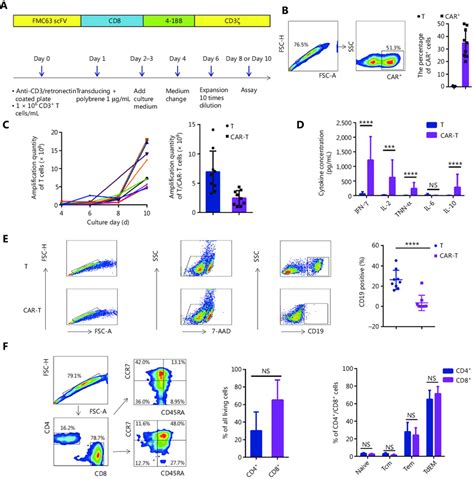 Anti Cd19 Car Design And Function A Schematic And Culture Process
