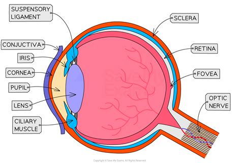 the sensitive layer of the eye is css 2009 general science and ability