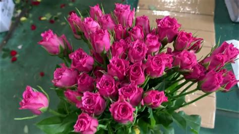 에스핑크 미니장미 생화 꽃집 꽃집창업 꽃값 온라인꽃시장 온라인꽃도매 인터넷꽃시장 인터넷꽃도매 서울꽃시장 꽃농장 꽃배송 생화배송 생화도매 생화택배 꽃배달 생화배달 생화주문