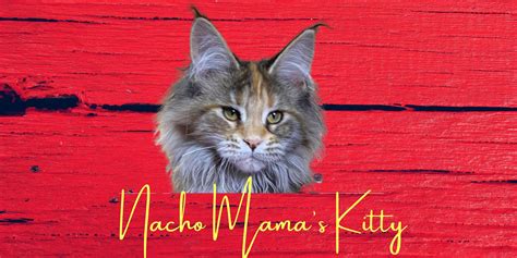 Nacho Mamas Kitty Maine Coon Finder