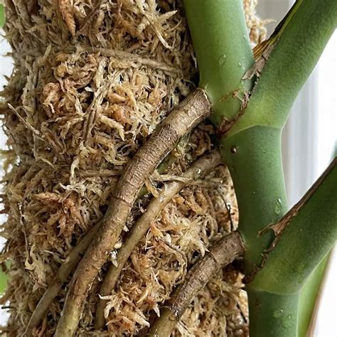 Monstera Aerial Roots Cut Bury Or Ignore 3 Expert Ways