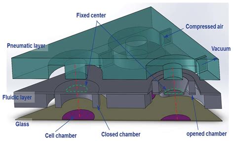 Cross Sectional View Of The Microfluidic Array Cross Sectional View Of Download Scientific