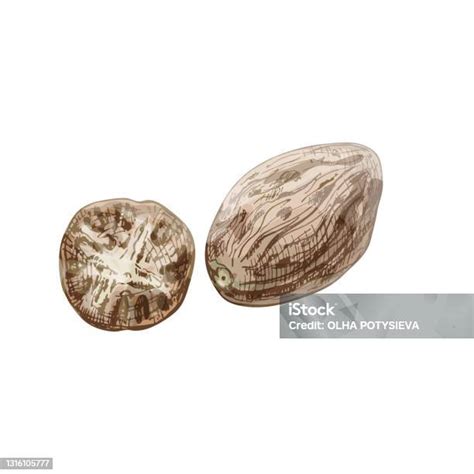 전체 및 반 육두구 벡터 컬러 빈티지 부화 일러스트레이션 씨앗에 대한 스톡 벡터 아트 및 기타 이미지 씨앗 육두구 가까운 Istock