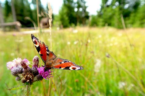 흐린 배경으로 보라색 가시 엉 겅 퀴 꽃 근접 촬영에 공작 나비 텍스트의 공간을 복사 합니다 가시에 대한 스톡 사진 및 기타 이미지 Istock