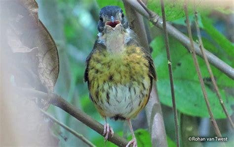 White Lored Antpitta Myrmothera Fulviventris Peru Aves
