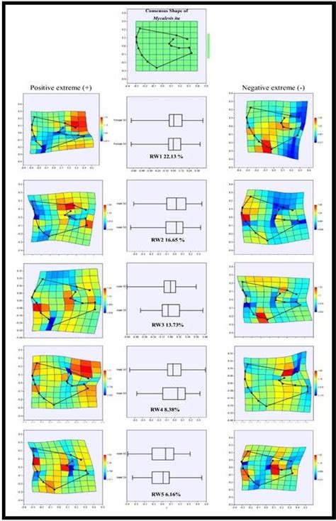 Summary Of Landmark Based Geometric Morphometric Analysis Showing The
