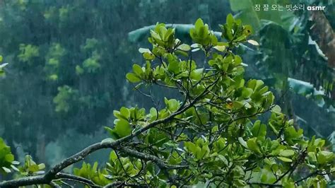 자연 숲의 나뭇가지와 나뭇잎에 부딪히는 폭우와 바람 소리 숙면을 위한 자장가 마음을 치유하지 못하는 Asmr 소리 Youtube