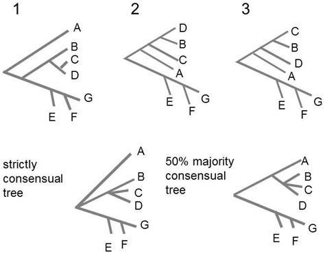 XXIII 8 One Consensus Tree Can Be Produced From Several Different Trees Frozen Evolution Or