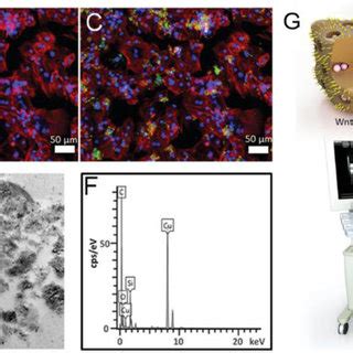 Fluorescence Microscopy Images Of TPSi NP Labeled MSCs A TPSi NPs Download Scientific