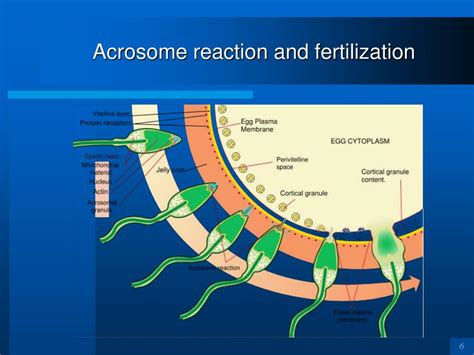 Ppt Lvq Acrosome Integrity Assessment Of Boar Sperm Cells Powerpoint