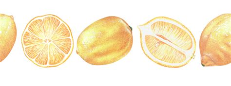 원활한 수평 테두리 노란색 레몬 긴 배너입니다 수채화 그림입니다 흰색 배경에 격리되어 있습니다 감귤산 또는 향기로 포장하는 디자인 제품 가득 찬에 대한 스톡 벡터 아트 및