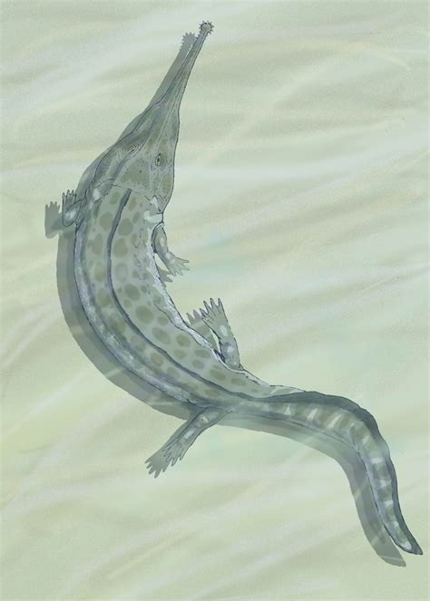 37 Best Images About Amphibian Fossils On Pinterest To Be Extinct And Europe