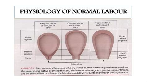 A Detail Study On Normal Labour Definition Stages Of Labour