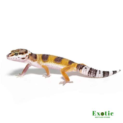 Juvenile Leopard Gecko Exotic Reptiles Store