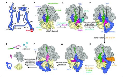 Ribosome Rescue By Trans Translation A Schematic Representation Of Download Scientific