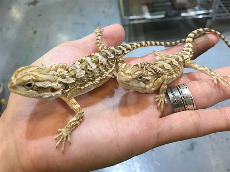 埼玉 川口 熱帯倶楽部 ローソンアゴヒゲトカゲ 入荷 熱帯倶楽部 東川口本店