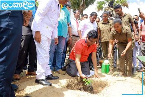 අනුරාධපුර කිලිනොච්චි යාපනයේ ‘පඬු කරඳ ශාක රෝපණය කරයි Lankadeepa Online