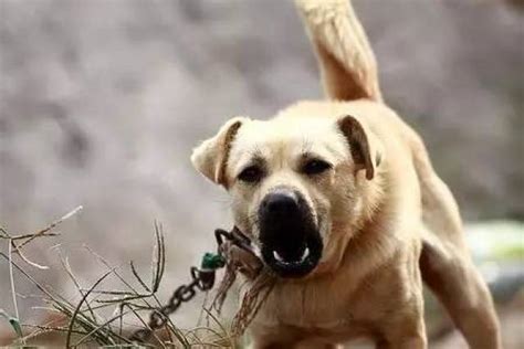 人被狗咬后，为什么会得狂犬病？不治会死吗？