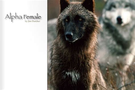 Omega Wolf Pack The Omega Living With Wolves