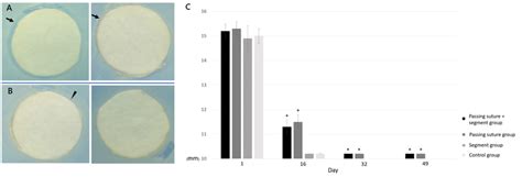 The Results Of Bioassay Of Antibiotic Activity A The Zoi Was Larger Download Scientific