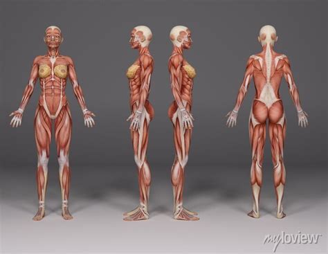 3d Render A Standing Female Body Illustration With Muscle Tissues Wall