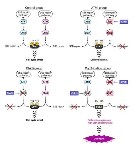 Presumed Antitumor Mechanism Putative Mechanism Of ATMi And Download Scientific Diagram