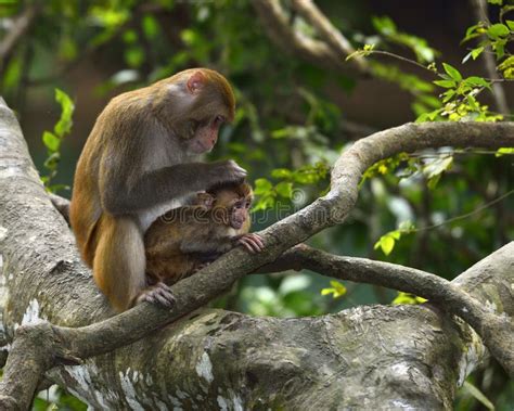 The Monkey Mother And Son Stock Image Image Of Dens 35384603