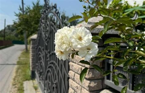 До сватів ми мали їхати в неділю а в пятницю донька мене в місто покликала попросила з нею по